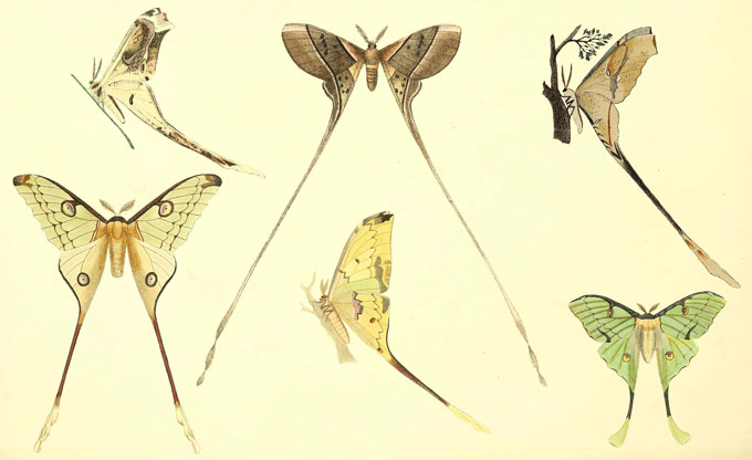How luna moths grow extravagant wings