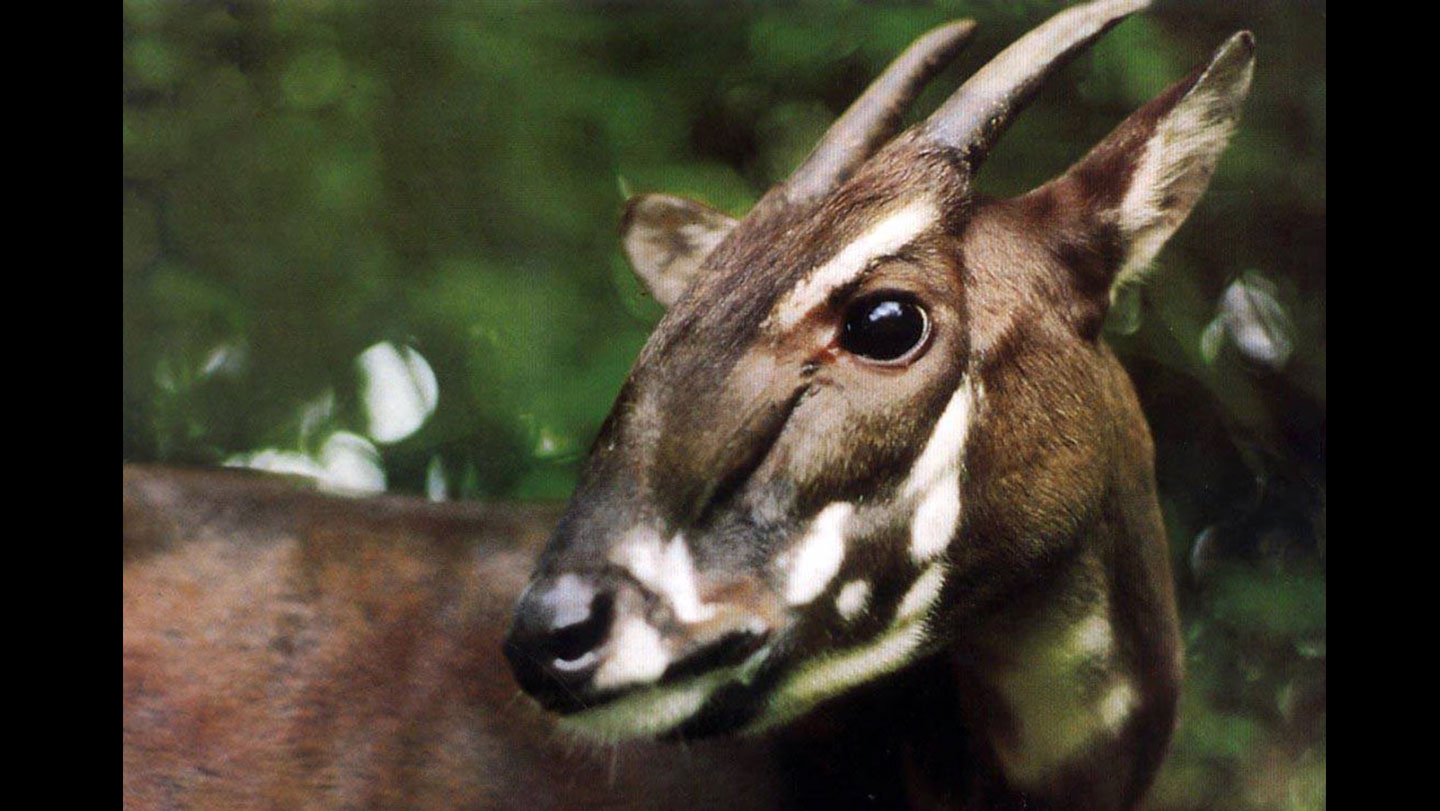 Genetics might save the rare, elusive saola — if it's not already extinct