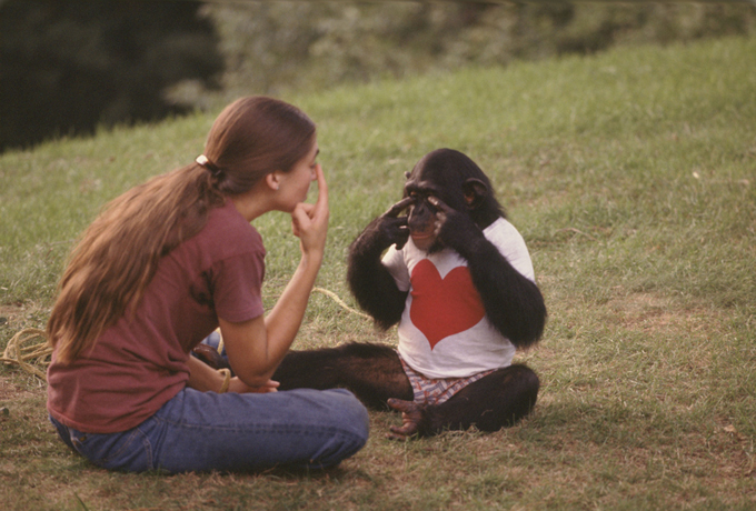 A ‘talking’ ape’s death signals the end of an era