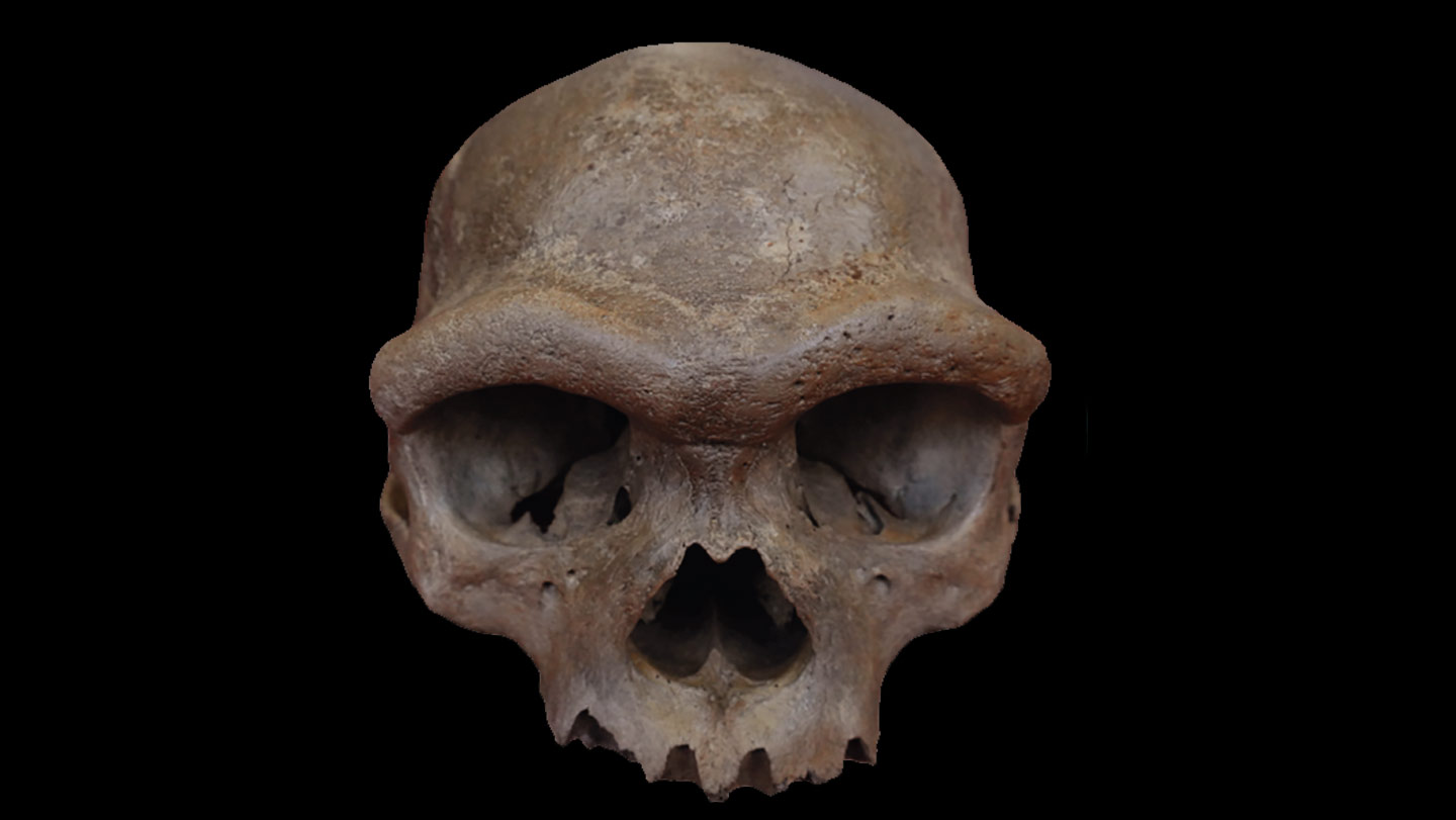 ‘Dragon Man’ skull may be the first from an enigmatic human cousin