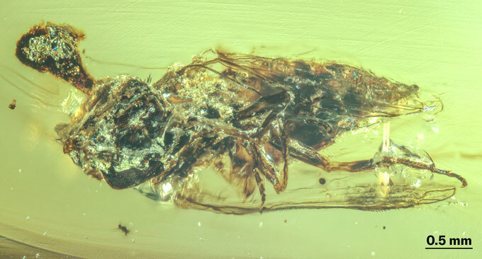 Zombifying fungi have been infecting insects for 99 million years