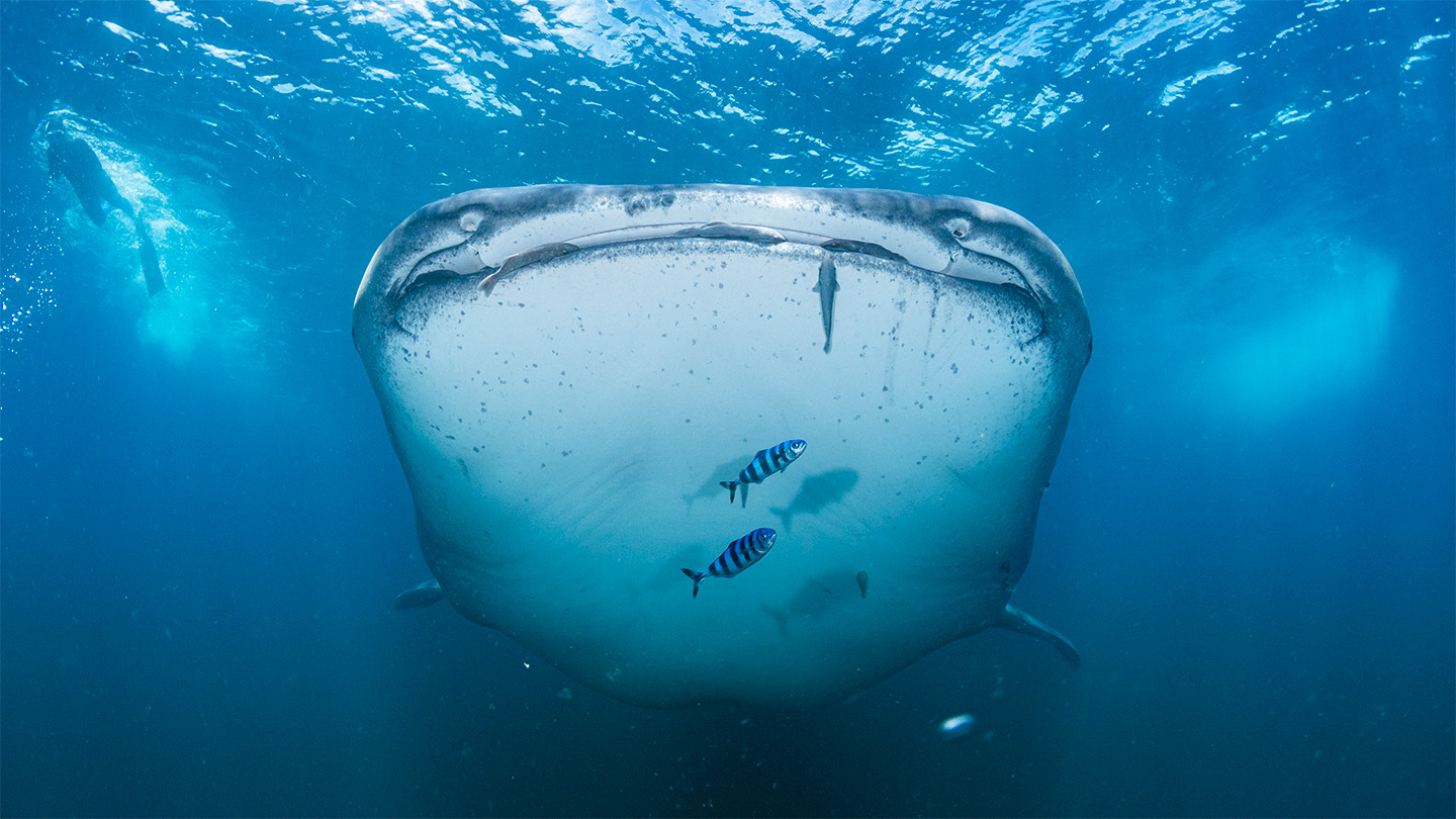 50 years after ‘Jaws,’ sharks face their own terror