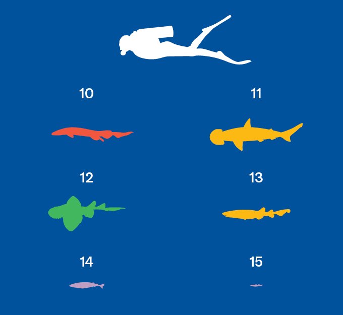 Compare shark sizes on our infographic