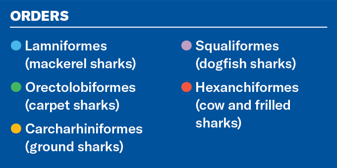 Compare shark sizes on our infographic