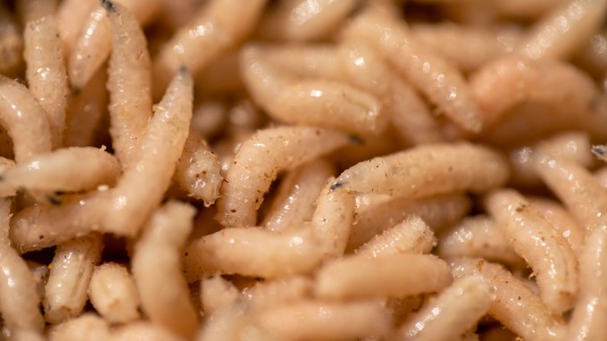 Maggots may have been on the Neandertal menu