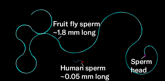 Here’s how fruit flies' giant sperm squeeze into tight spaces