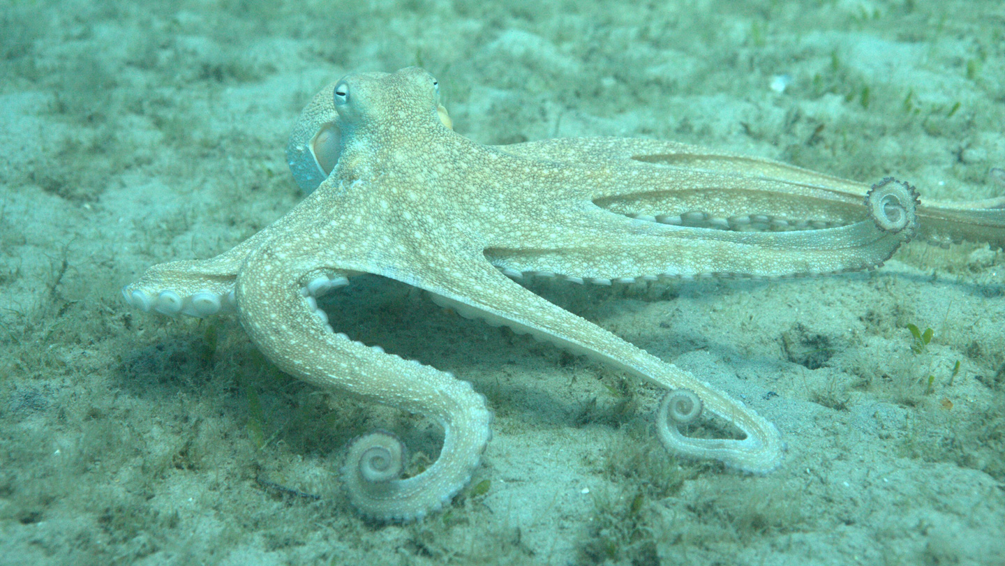 Octopus arms are adaptable but some are favored for particular jobs