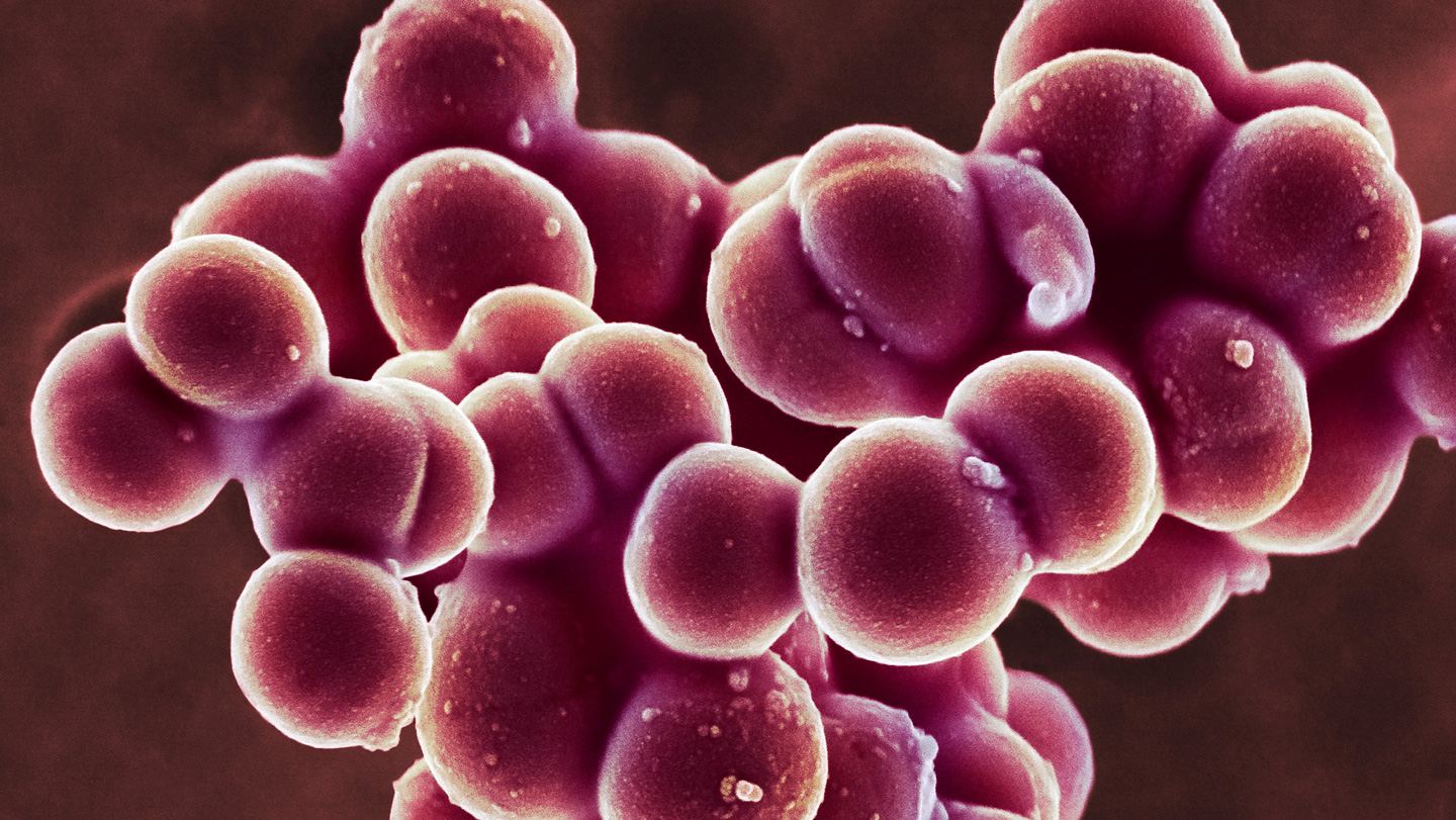 How dormant bacteria spores sense when it’s time to come back to life