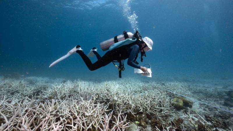 Coral collapse signals Earth's first climate tipping point