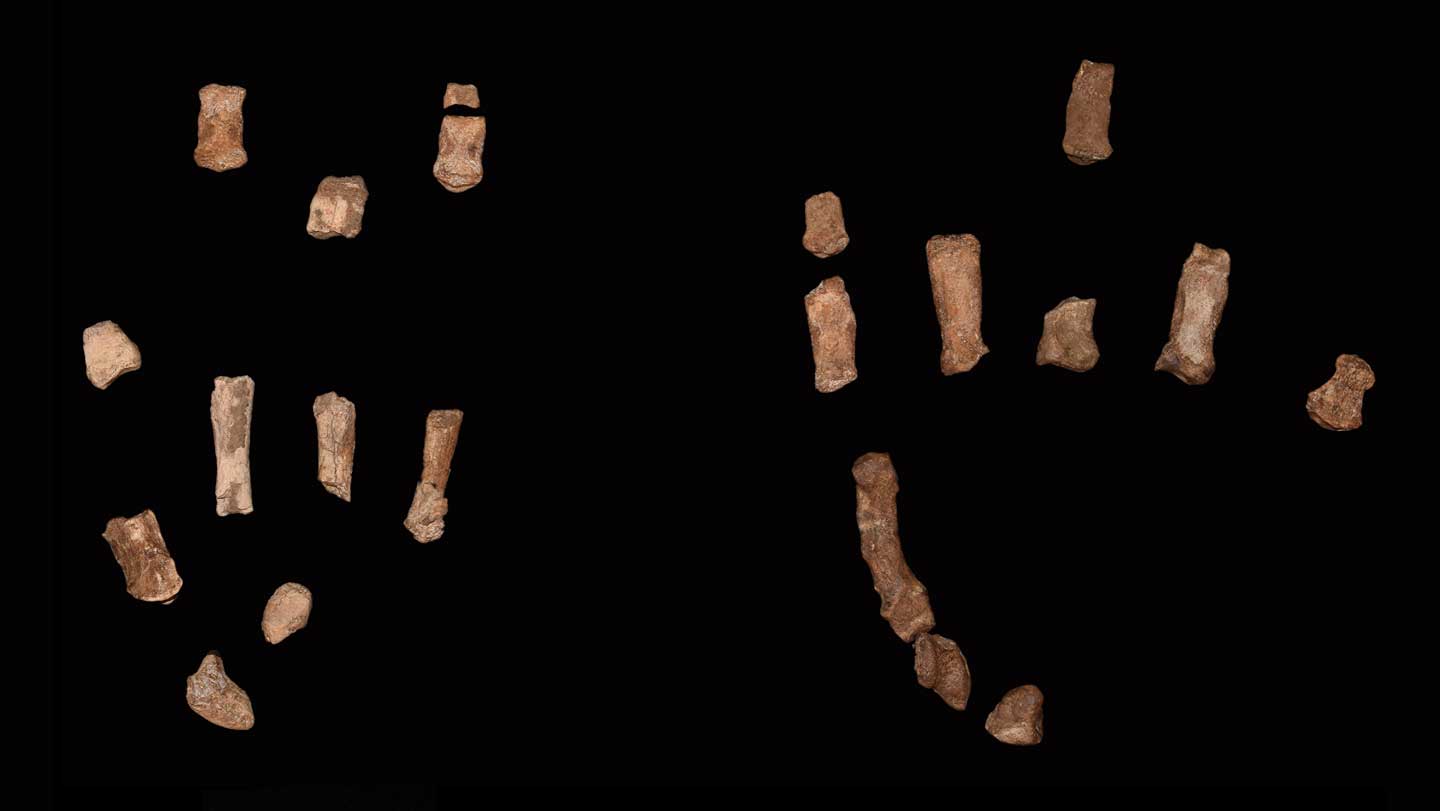 Human ancestors made the oldest known bone tools 1.5 million years ago