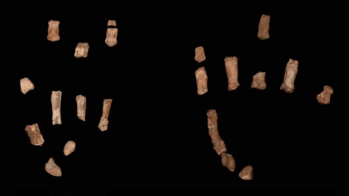 60,000-year-old poison arrowheads show early humans' skillful hunting