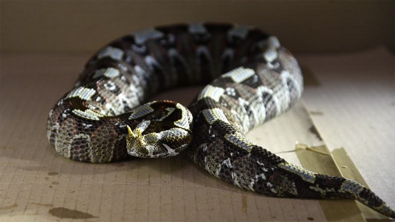 Which venomous snakes strike the fastest?