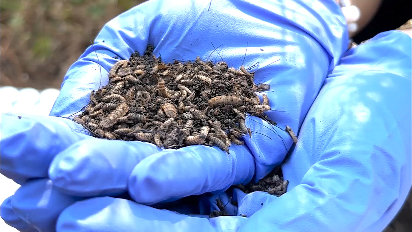 Fighting crime with AI and maggots | Investors Lab | Science News