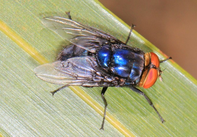 This fly’s flesh-eating maggot is making a comeback. Here’s what to know
