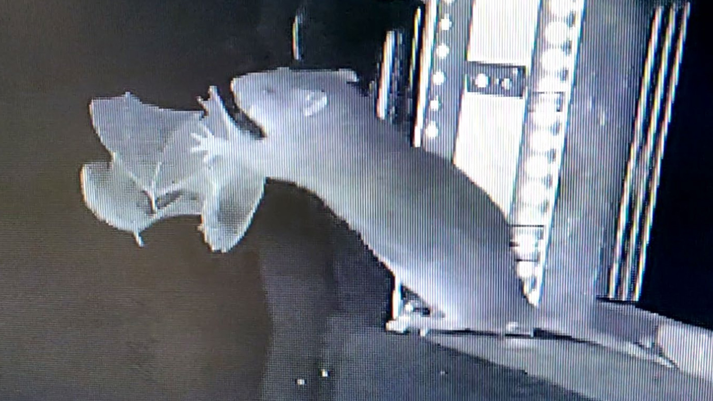 Putting vampire bats on treadmills reveals an unusual metabolism