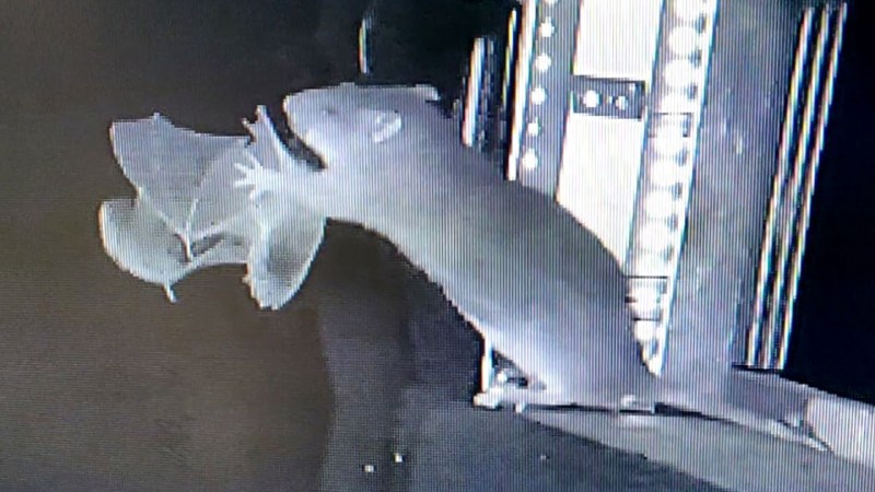 The Brazilian flea toad may be the world’s smallest vertebrate