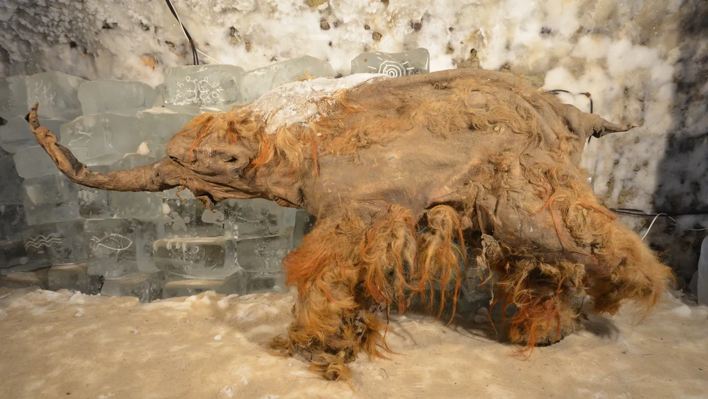 Mammoth Findings: Asian elephant is closest living kin