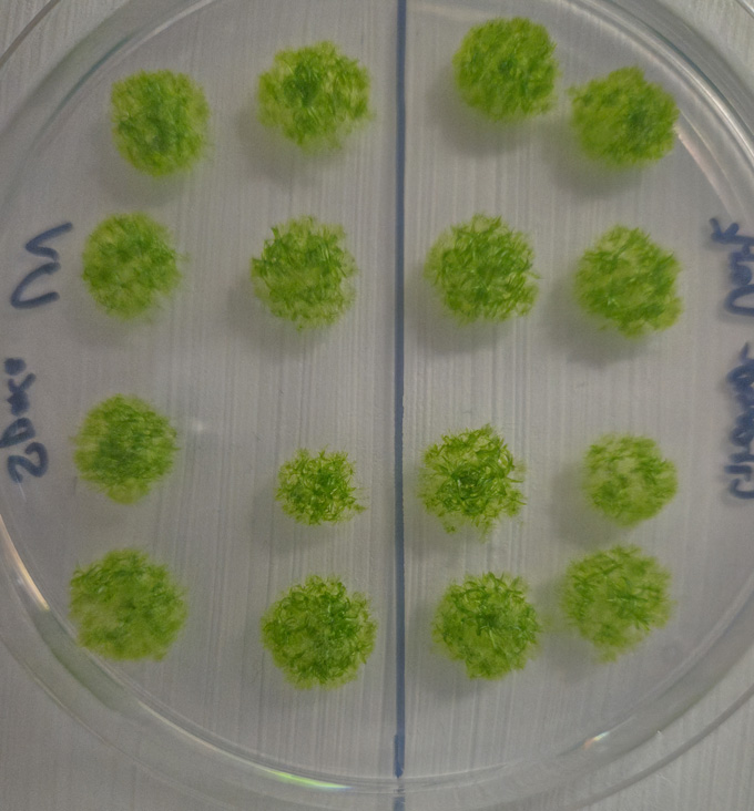Moss spores survived in space for 9 months