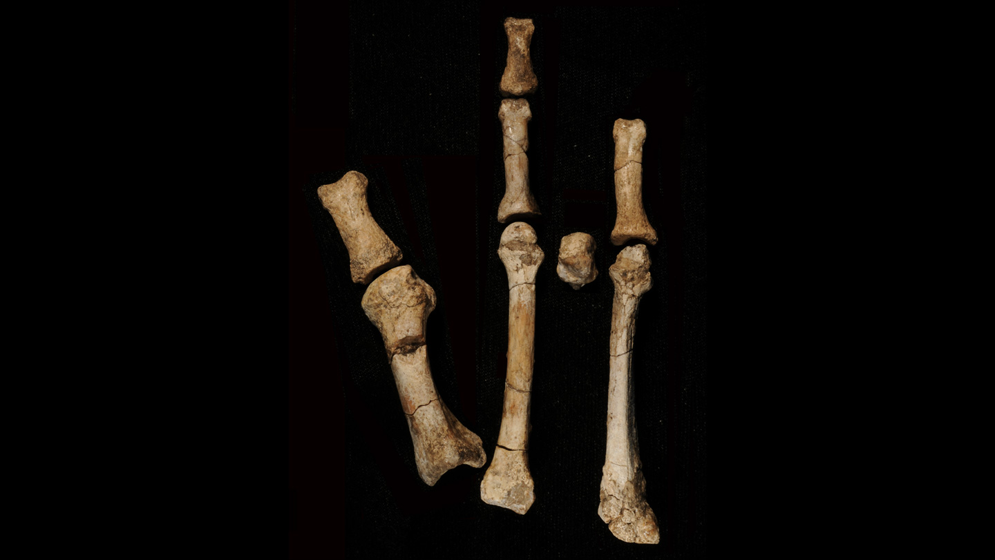 Two tiny genetic shifts helped early humans walk upright