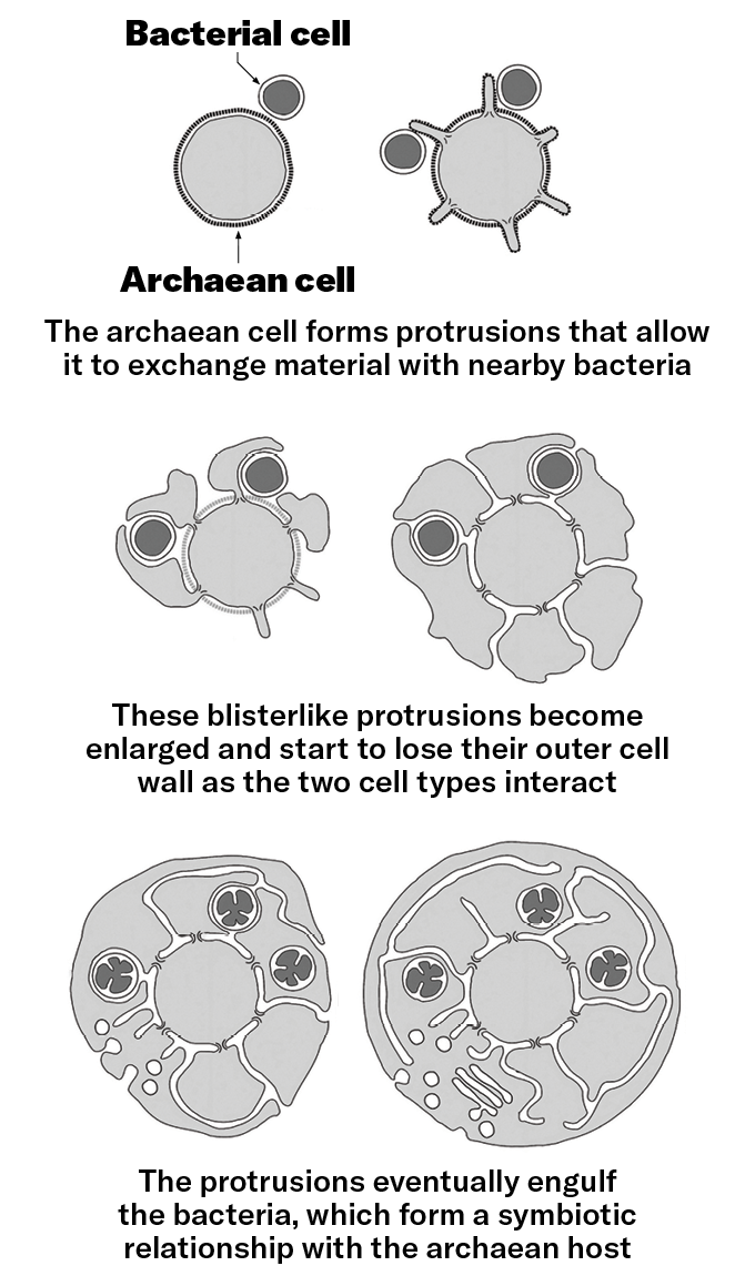 How these strange cells may explain the origin of complex life