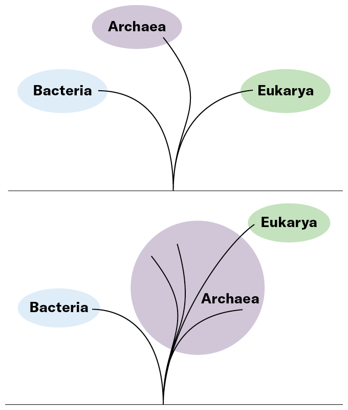 How these strange cells may explain the origin of complex life