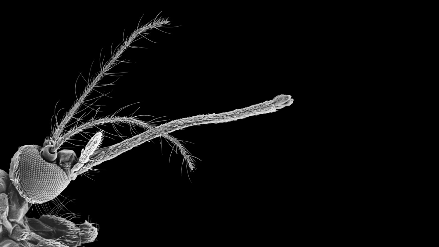 Animals | Science News