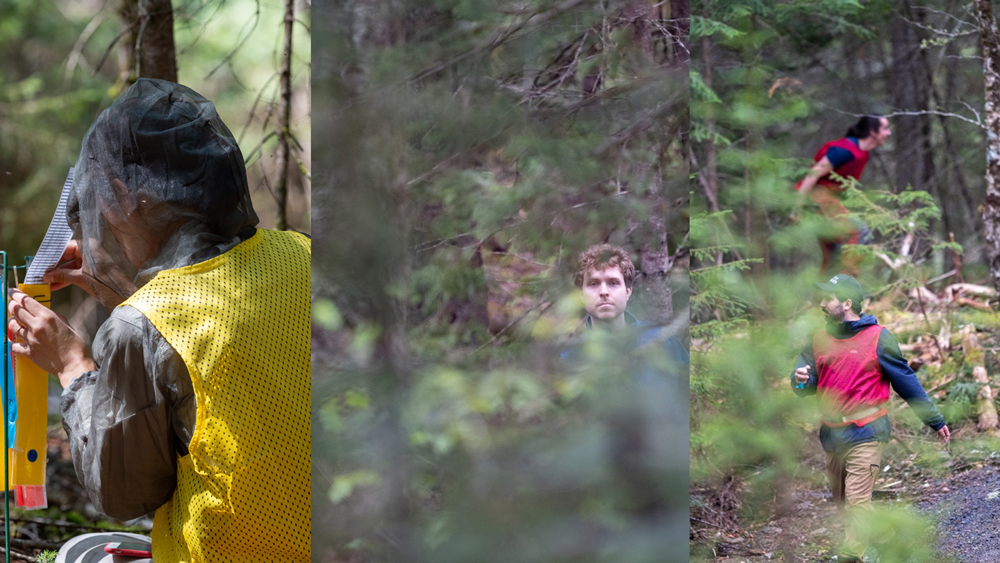 In a Quebec park, a science game brings predator-prey dynamics to life