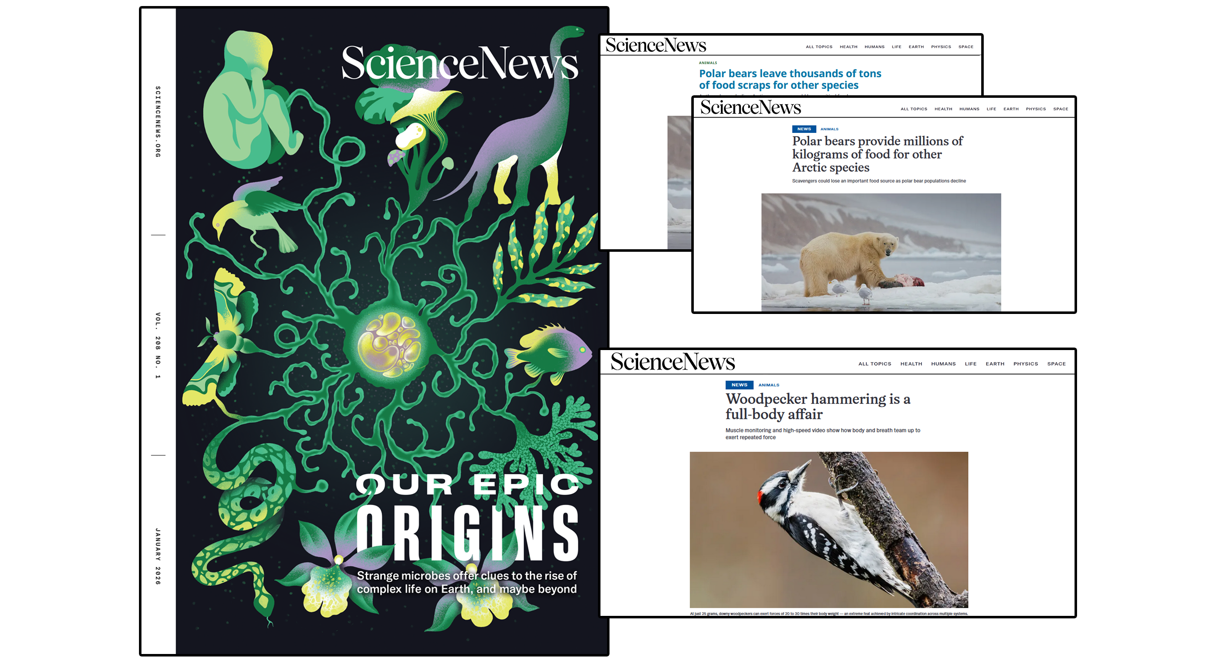Polar Bear Predation and Woodpecker Muscles | Science News Learning
