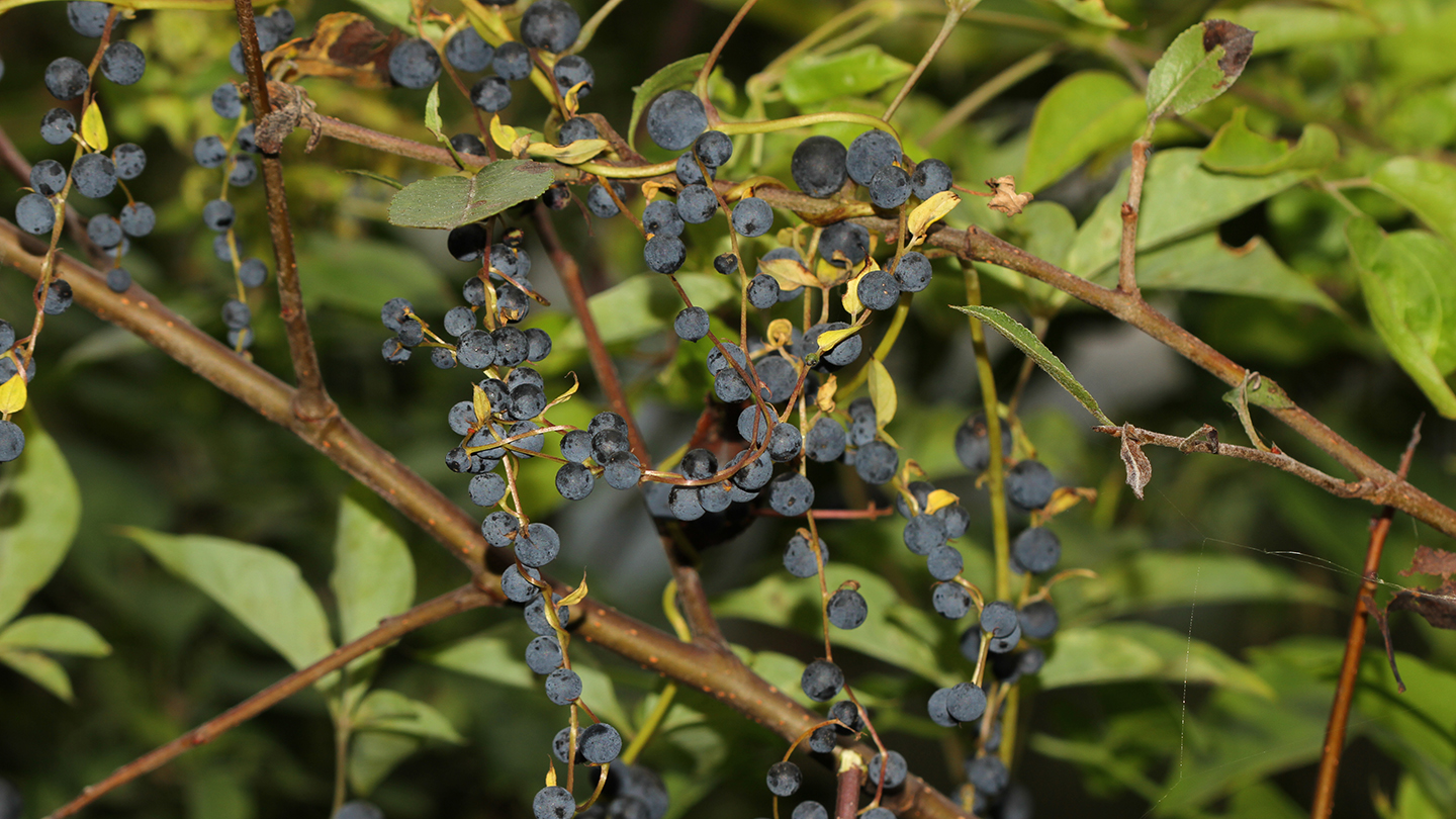 In a new kind of plant trickery, this yam fools birds with fake berries
