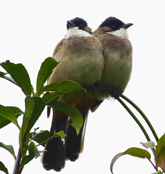 In a new kind of plant trickery, this yam fools birds with fake berries