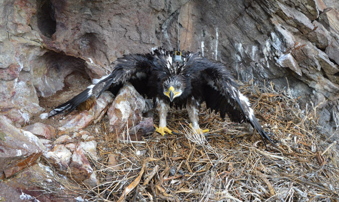 How tracking golden eagles in Nevada revealed a desert ‘death vortex’