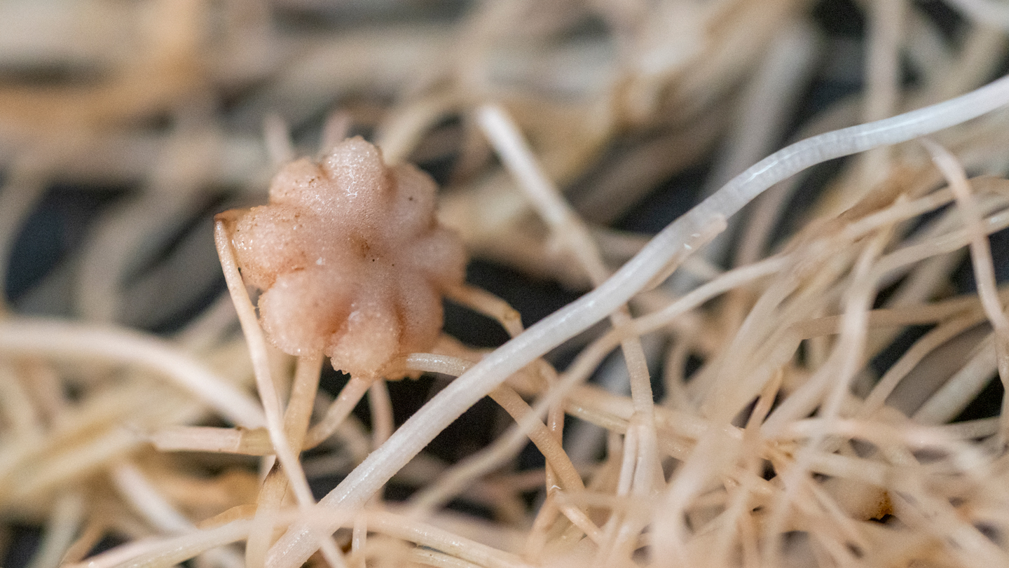 A fluffy, orange fungus could transform food waste into tasty dishes
