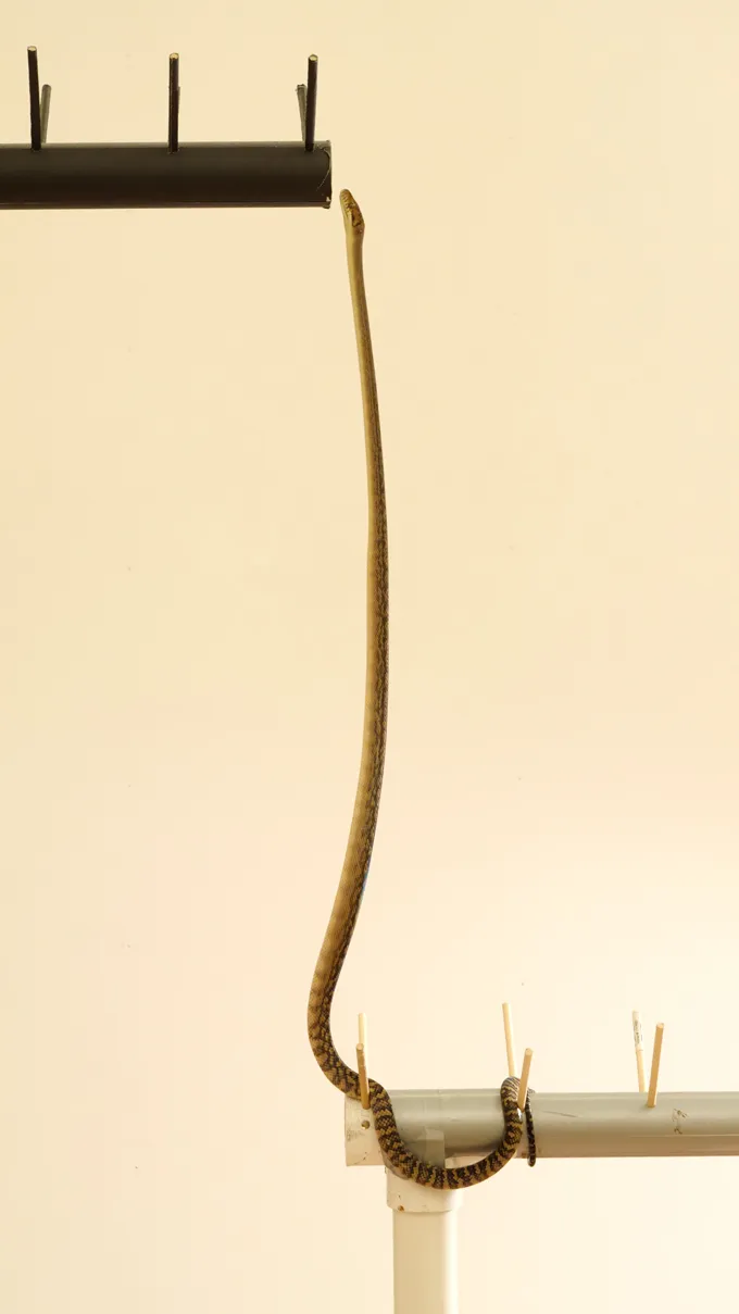 How snakes defy gravity to stand tall