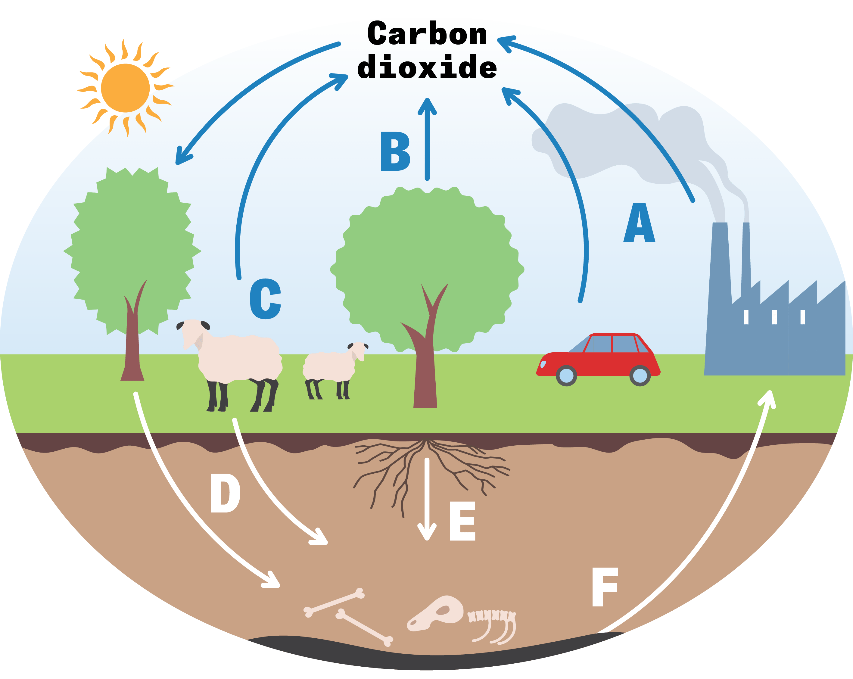 Soil microbes during climate change | Science News Learning