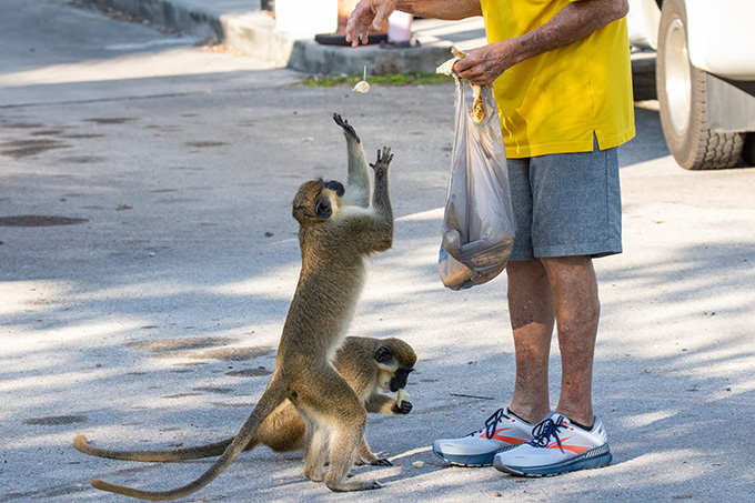 Wild monkeys invaded Florida. Should people protect them?