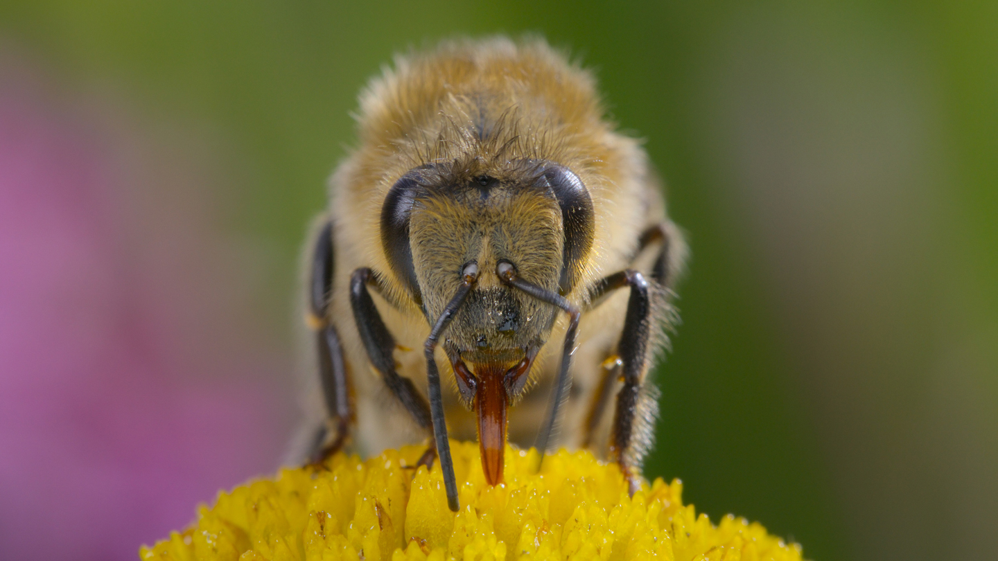 Secrets of the Bees zooms in on life in a hive