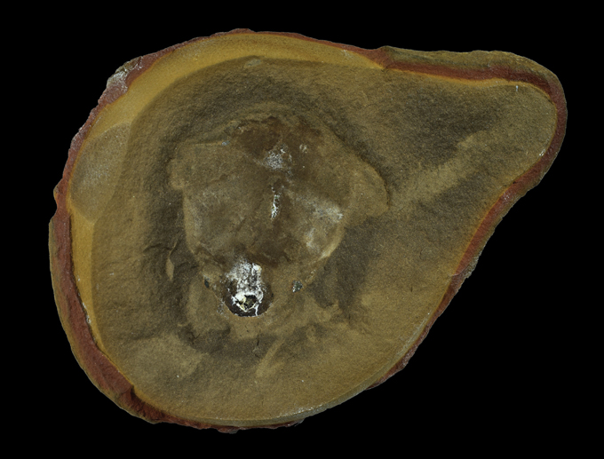 The 'oldest fossil octopus' is probably another animal