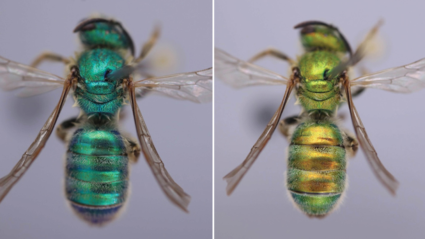 Sweat bees turn a greenish color in muggy weather