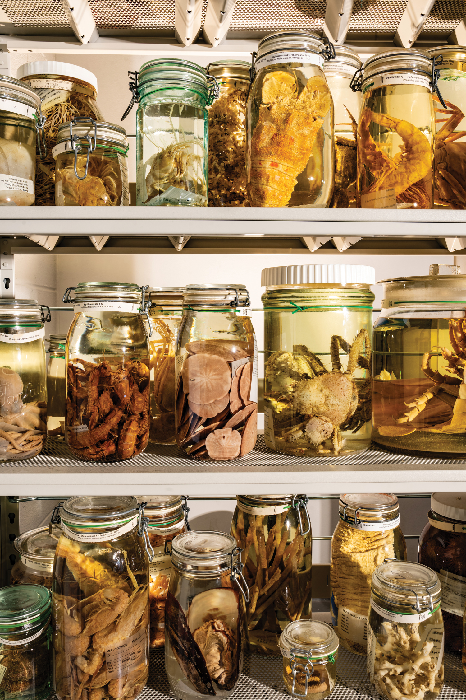 Smithsonian secrets most likely to blow your mind