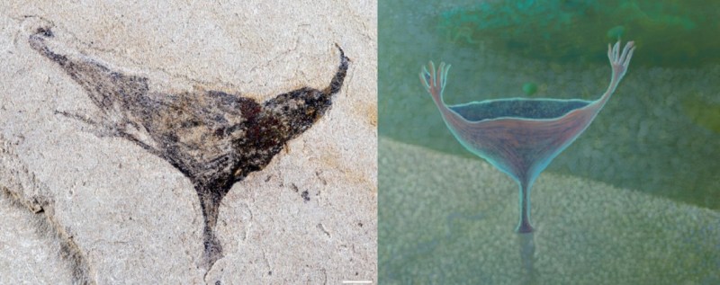 Fossils reveal many complex animals existed before the Cambrian explosion