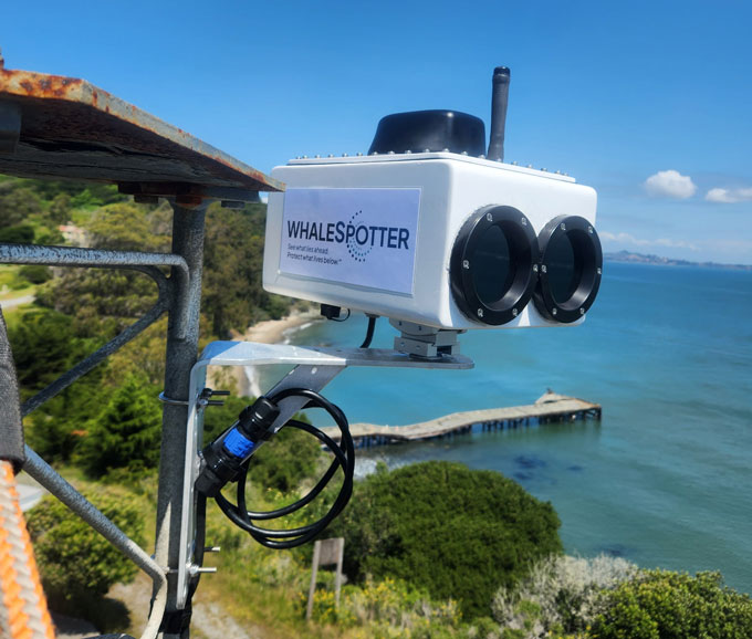 AI-powered whale-spotting tech may help save San Francisco Bay’s gray ...