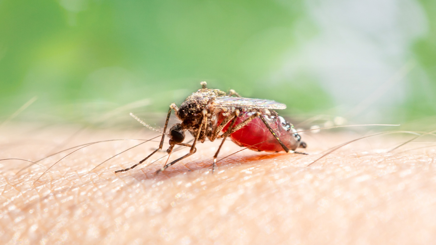 Can DEET attract mosquitoes? A lab study offers clues