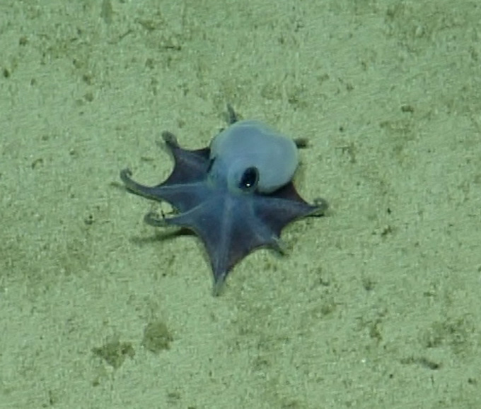 This tiny, blue octopus is new to science